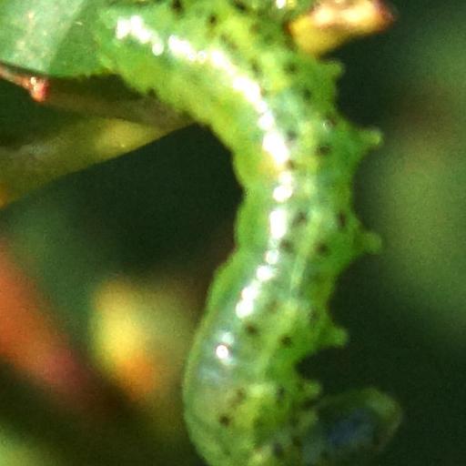 Sawflies, Horntails, And Wood Wasps (Symphyta) Insect Identification ...