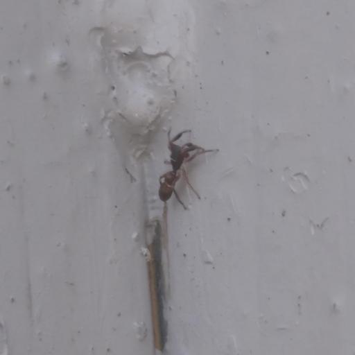 Synageles Venator Insect Identification Guide, Habitat & Facts