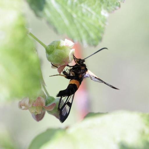 Common Backswimmers (Anisops) Insect Identification Guide, Habitat & Facts