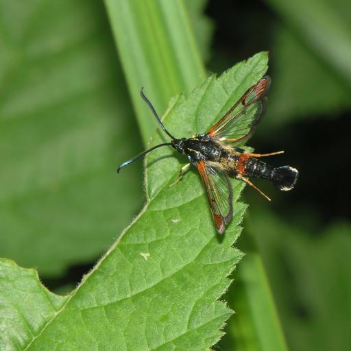 Calyptra Thalictri Insect Identification Guide, Habitat & Facts
