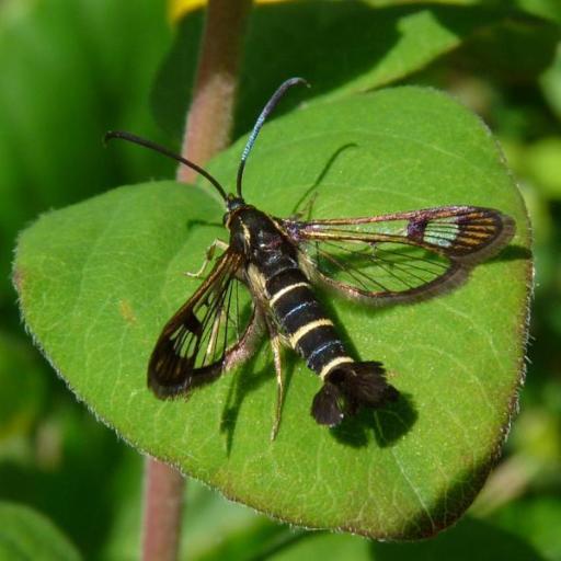 Currant Clearwing Moth (Synanthedon Tipuliformis) Insect Identification ...