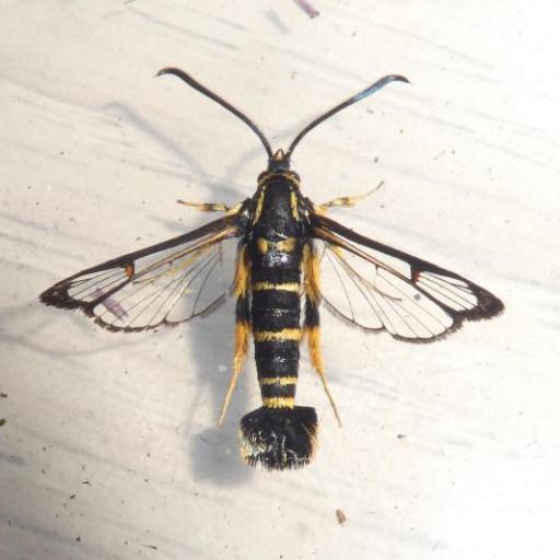 Yellow-legged Clearwing Moth (Synanthedon Vespiformis) Insect ...