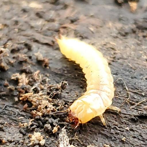 Punctate Synchronized Bark Beetle (Synchroa Punctata) Insect ...