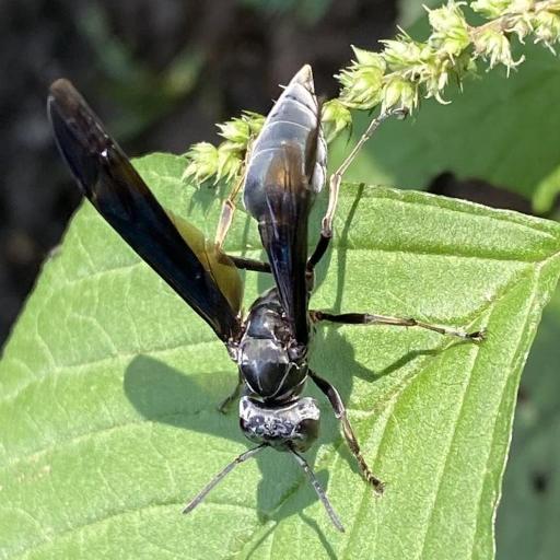 Northern Warrior Wasp (Synoeca Septentrionalis) Insect Identification ...