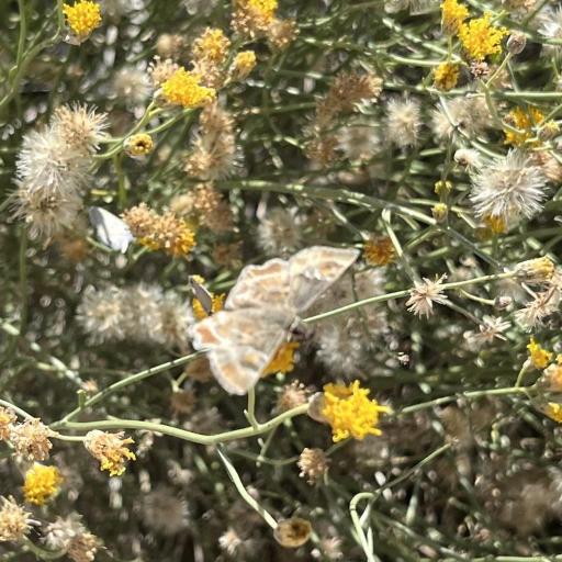 Arizona Powdered-Skipper (Systasea Zampa) Insect Identification Guide ...