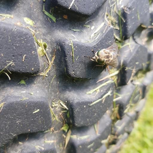Large Marsh Horse Fly (Tabanus Autumnalis) Insect Identification Guide ...