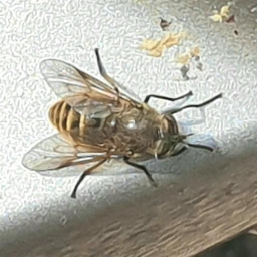 Pale Giant Horse Fly (Tabanus Bovinus) Insect Identification Guide ...