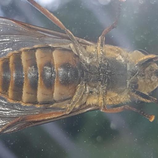 Dark Giant Horse Fly (Tabanus Sudeticus) Insect Identification Guide ...