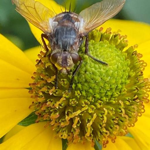 Tachina Magnicornis Insect Identification Guide, Habitat & Facts