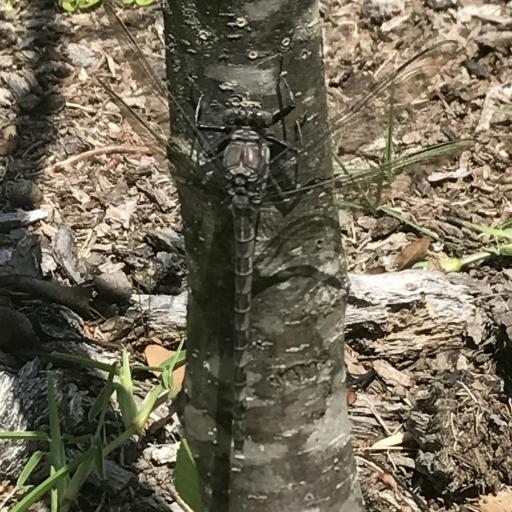 Killer Shrimp (Dikerogammarus Villosus) Insect Identification Guide ...