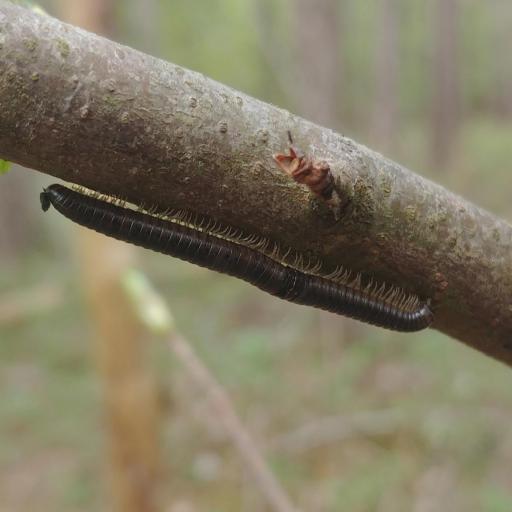 Menelaus Morpho (Morpho Menelaus) Insect Identification Guide, Habitat ...