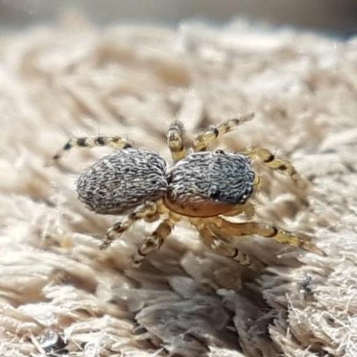 Talavera Insect Identification Guide, Habitat & Facts