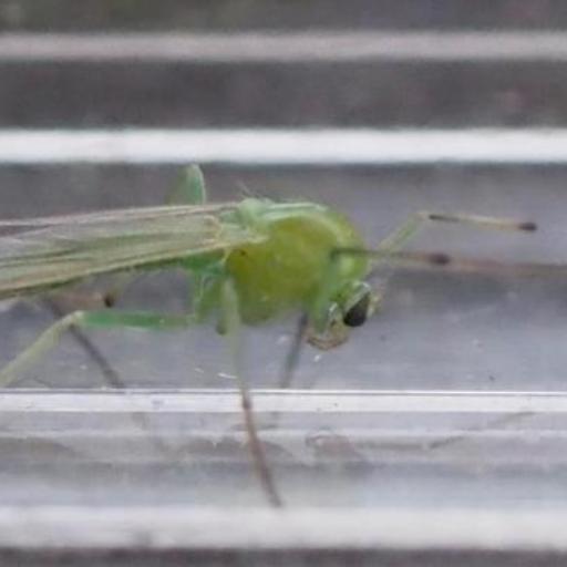 Green Midges (Tanytarsus) Insect Identification Guide, Habitat & Facts