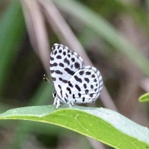 California Seahare (Aplysia Californica) Insect Identification Guide ...
