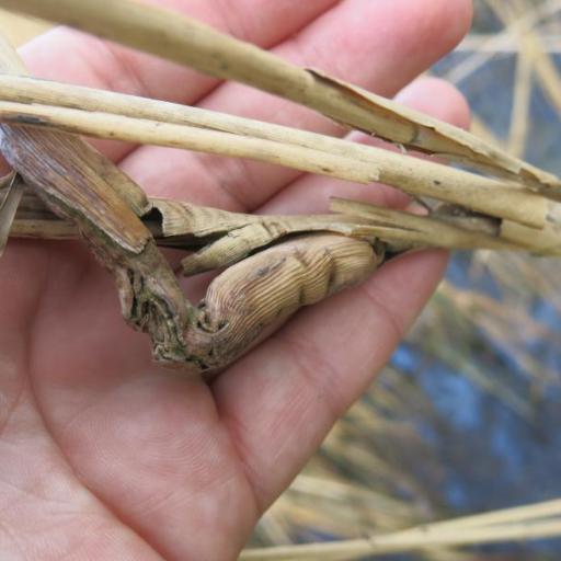 Tarsonemidae Insect Identification Guide, Habitat & Facts