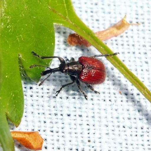 Apple Fruit Weevil (Tatianaerhynchites Aequatus) Insect Identification ...