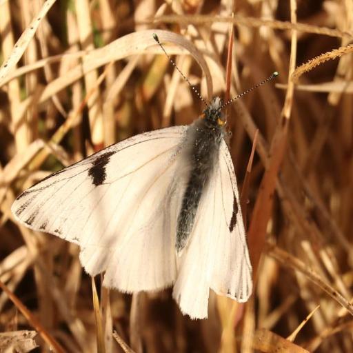 Common White Tatochila (Tatochila Mercedis) Insect Identification Guide ...