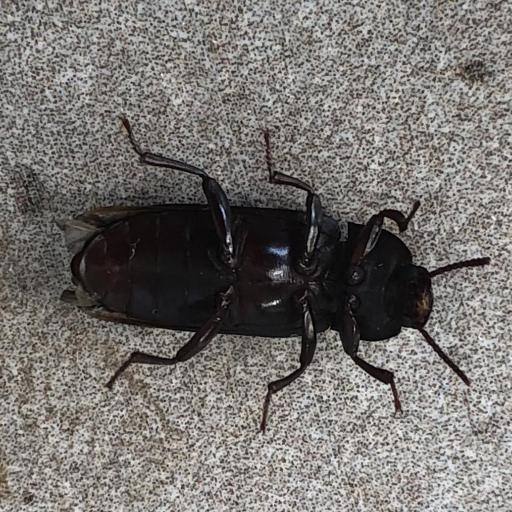 Yellow Mealworm Beetle (Tenebrio Molitor) Insect Identification Guide ...