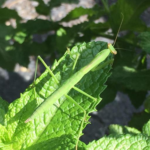 Chinese Mantis (Tenodera Sinensis) Insect Identification Guide, Habitat ...