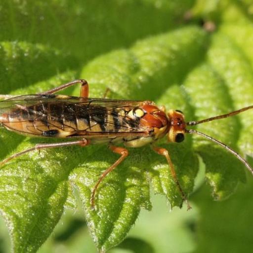 Tenthredopsis Insect Identification Guide, Habitat & Facts