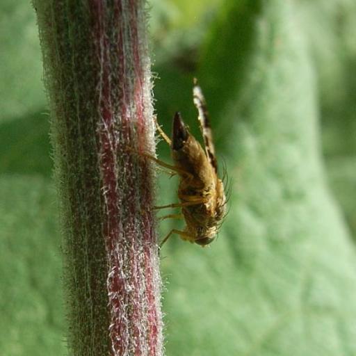 Burdock Fly (Tephritis Bardanae) Insect Identification Guide, Habitat ...
