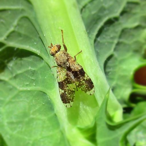 Tephritis Formosa Insect Identification Guide, Habitat & Facts