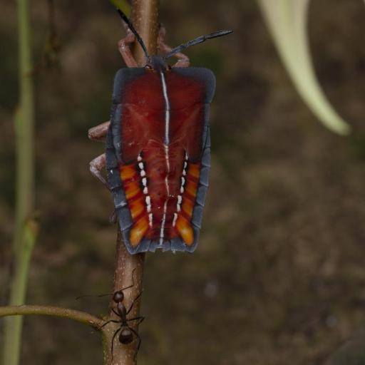 Lychee Stink Bug (Tessaratoma Papillosa) Insect Identification Guide ...