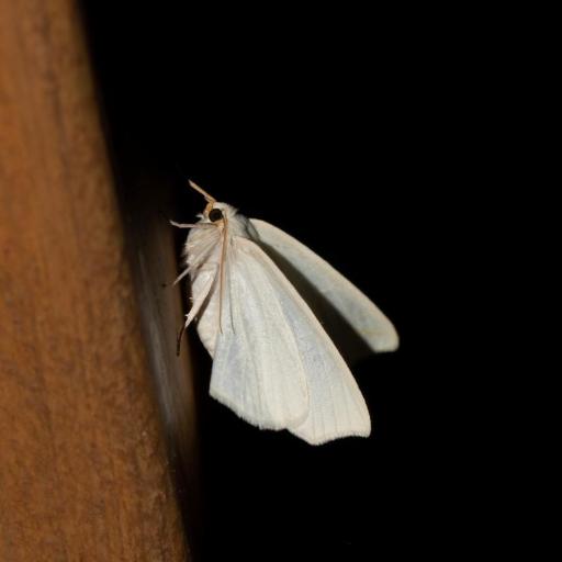 Slant-Lines (Tetracis) Insect Identification Guide, Habitat & Facts