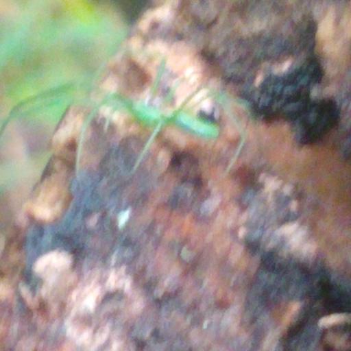 Green Long-Jawed Orbweaver (Tetragnatha Viridis) Insect Identification ...