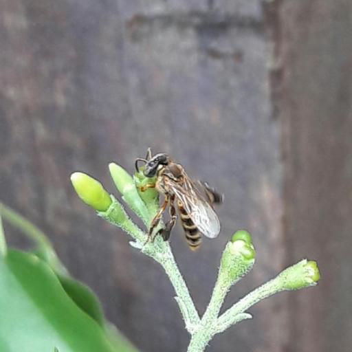 Tetragona Insect Identification Guide, Habitat & Facts