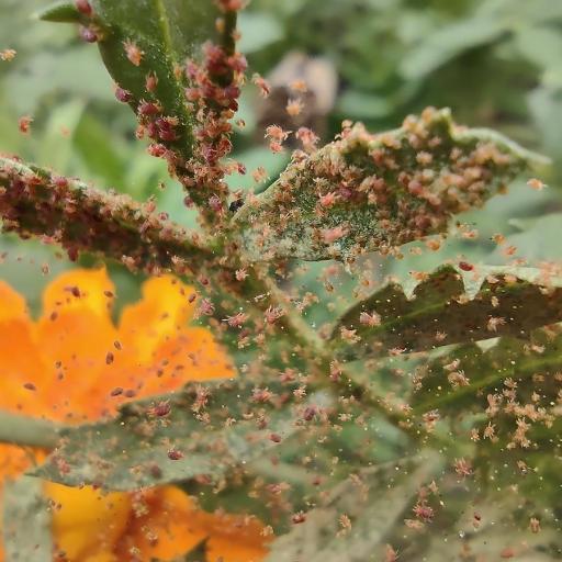 Twospotted Spider Mite (Tetranychus Urticae) Insect Identification ...