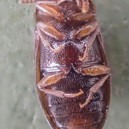 Tetratoma Insect Identification Guide, Habitat & Facts