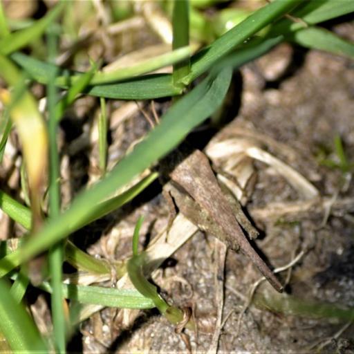 Slender Groundhopper (Tetrix Subulata) Insect Identification Guide ...