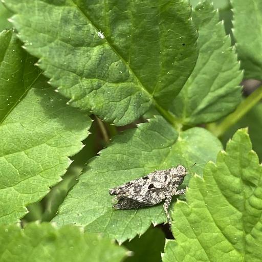 Long-Horned Groundhopper (Tetrix Tenuicornis) Insect Identification ...