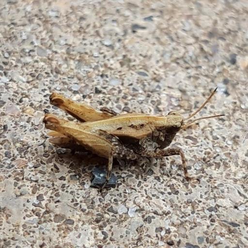 Common Groundhopper (Tetrix Undulata) Insect Identification Guide ...