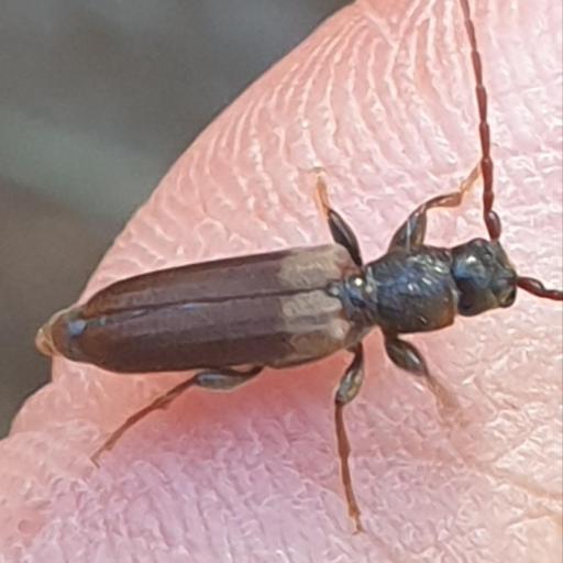 Brown Spruce Longhorn Beetle (Tetropium Fuscum) Insect Identification ...