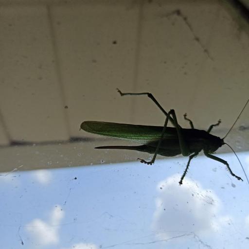Great Green Bush-cricket (Tettigonia Viridissima) Insect Identification ...