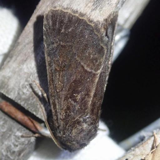 Straw Underwing (Thalpophila Matura) Insect Identification Guide ...