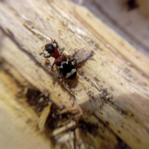 European Red-bellied Clerid (Thanasimus Formicarius) Insect ...