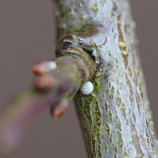 Brown Hairstreak (Thecla Betulae) Insect Identification Guide, Habitat ...