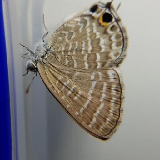 Cycad Blue (Theclinesthes Onycha) Insect Identification Guide, Habitat ...