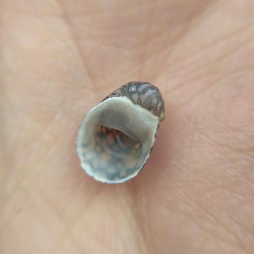 River Nerite (Theodoxus Fluviatilis) Insect Identification Guide ...