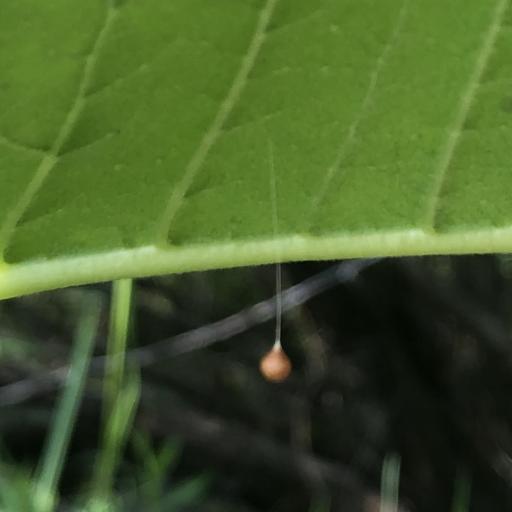 Common Eastern Ray Spider (Theridiosoma Gemmosum) Insect Identification ...