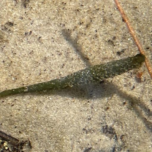 Duck Leech (Theromyzon Tessulatum) Insect Identification Guide, Habitat ...