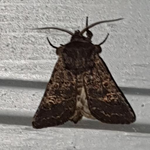 Hedge Rustic (Tholera Cespitis) Insect Identification Guide, Habitat ...