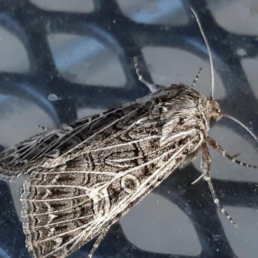 Feathered Gothic (Tholera Decimalis) Insect Identification Guide ...