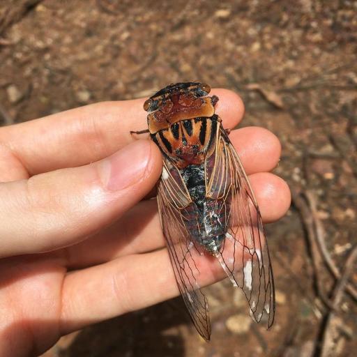 Amaurobius Ferox Group (Amaurobius Ferox) Insect Identification Guide ...