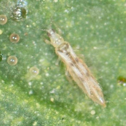 Common Thrips (Thripidae) Insect Identification Guide, Habitat & Facts