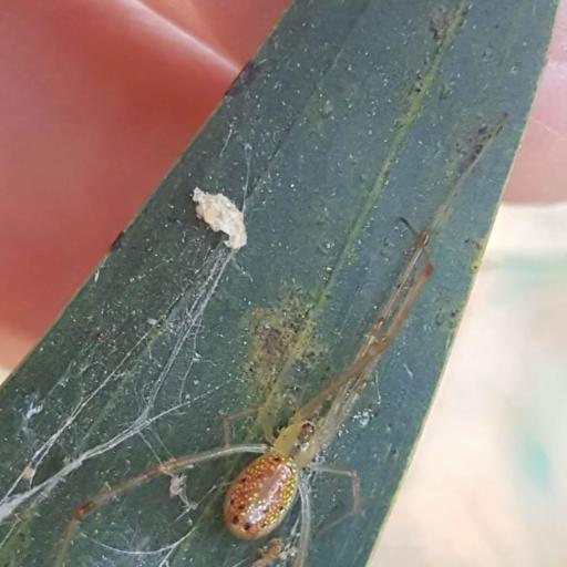 Mirror-ball Spiders (Thwaitesia) Insect Identification Guide, Habitat ...