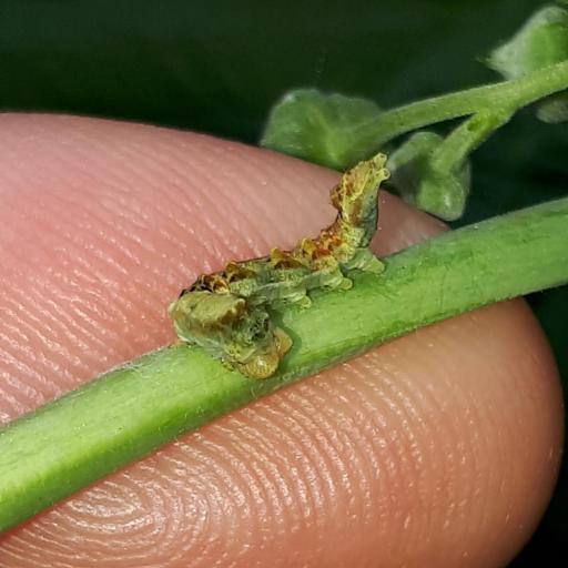 Peach Blossom Moth (Thyatira Batis) Insect Identification Guide ...